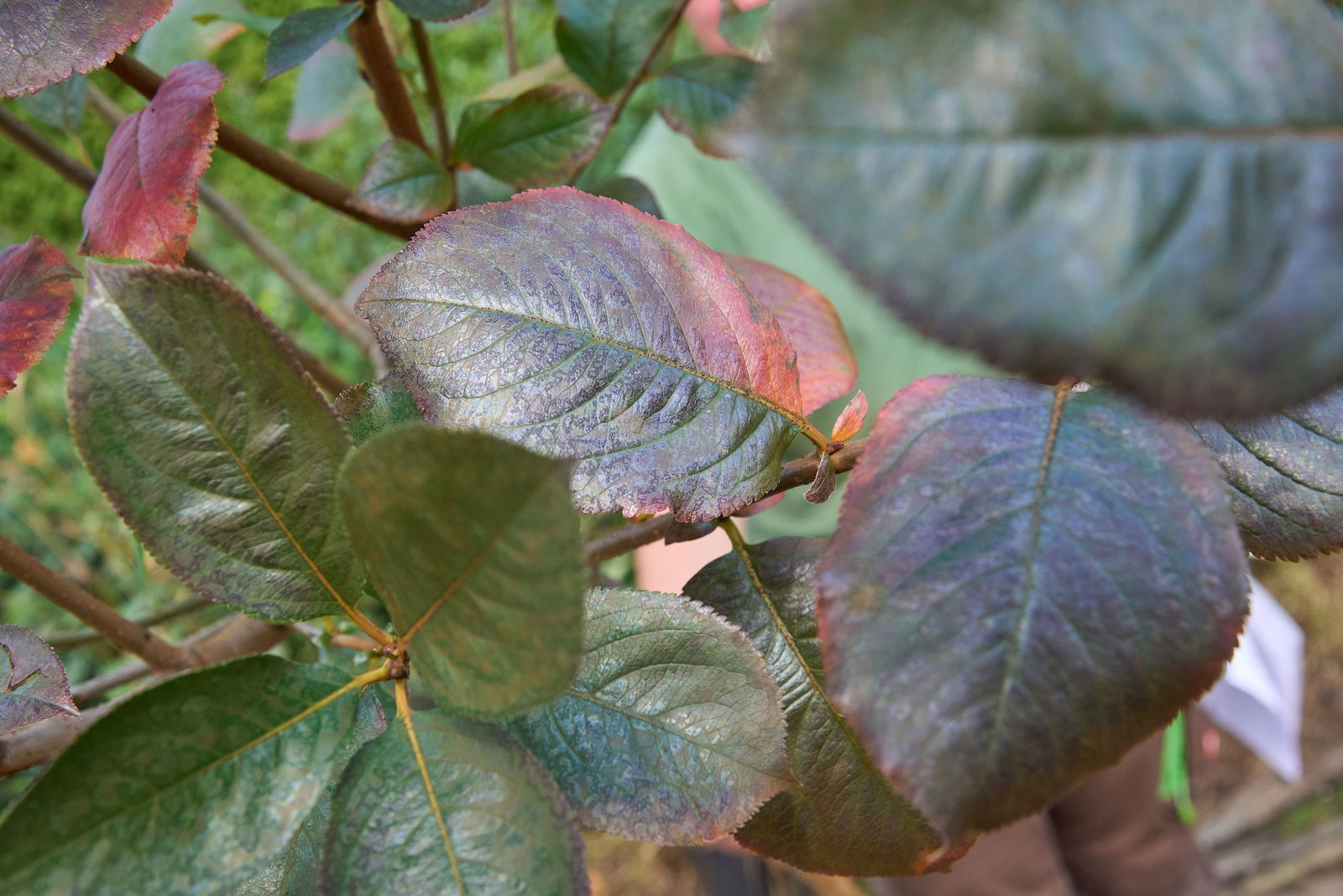 Apfelbeere Viking - Aronia melanocarpa Viking günstig kaufen