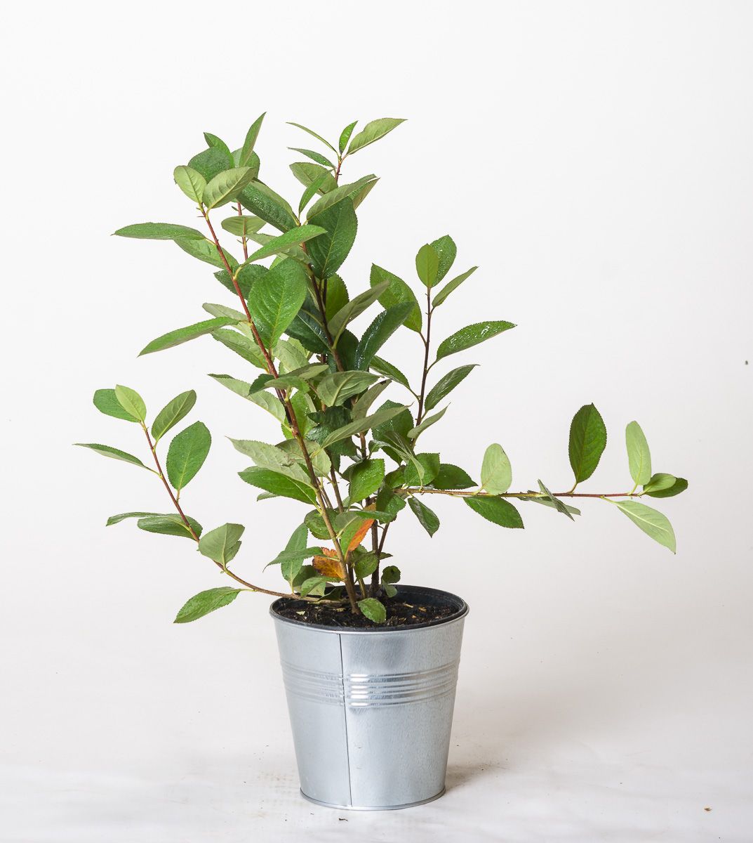 Apfelbeere Viking - Aronia melanocarpa Viking günstig kaufen