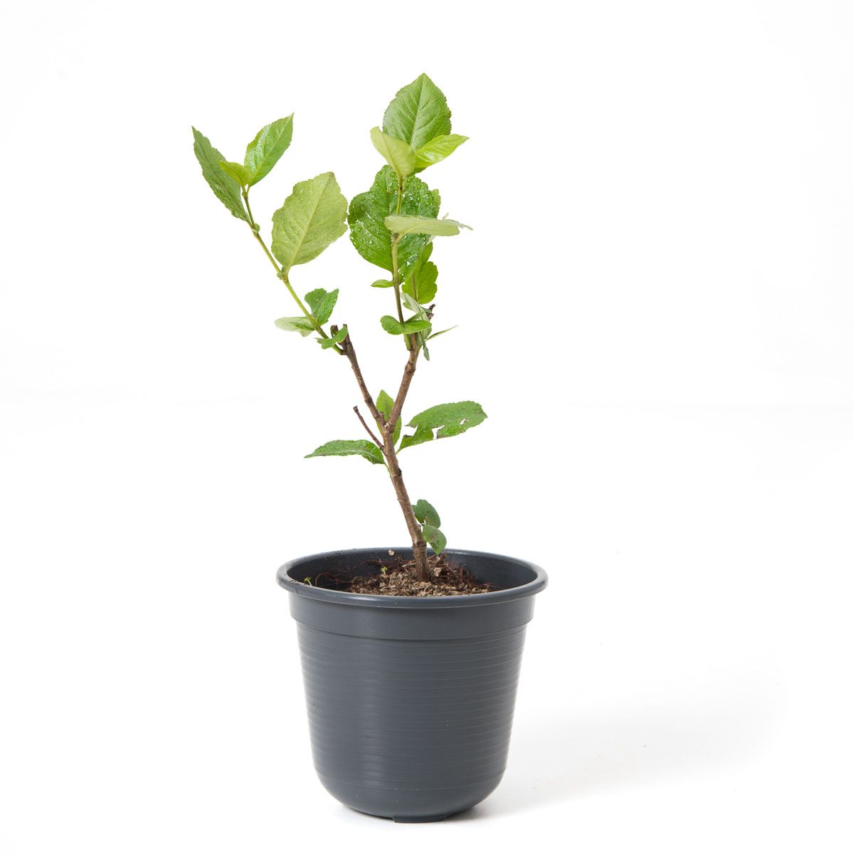 Apfelbeere Viking - Aronia melanocarpa Viking günstig kaufen