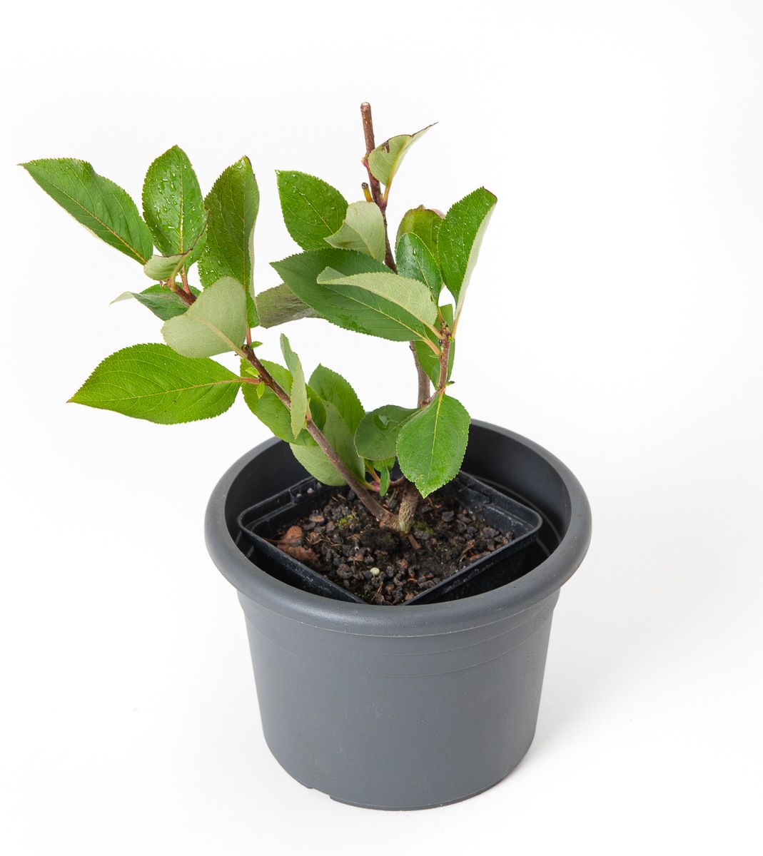 Apfelbeere Viking - Aronia melanocarpa Viking günstig kaufen