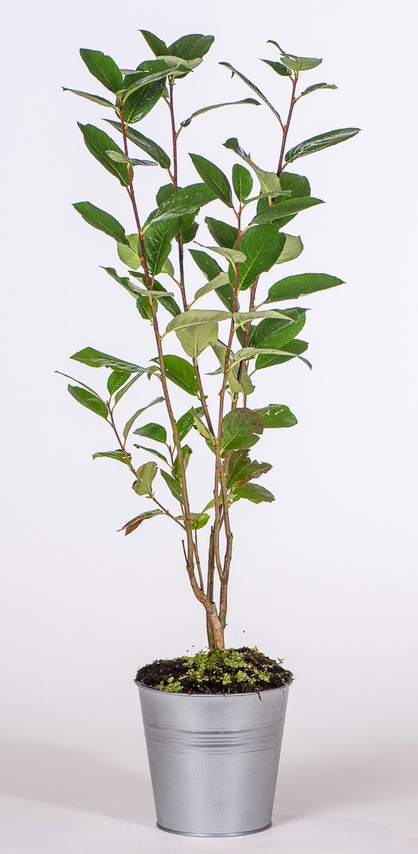 Apfelbeere Viking - Aronia melanocarpa Viking günstig kaufen