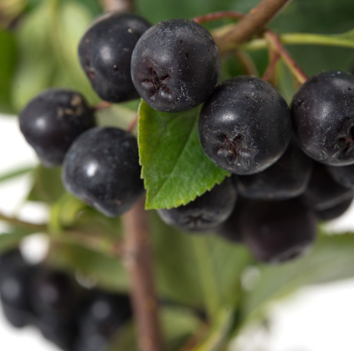 Apfelbeere Viking - Aronia melanocarpa Viking günstig kaufen