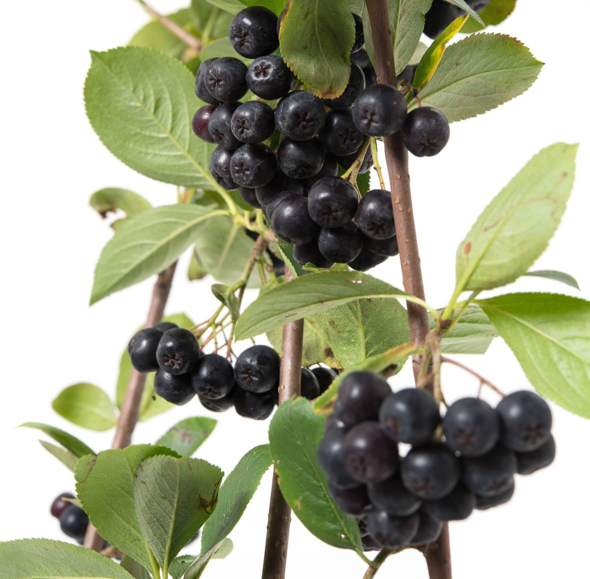 Apfelbeere Viking - Aronia melanocarpa Viking günstig kaufen