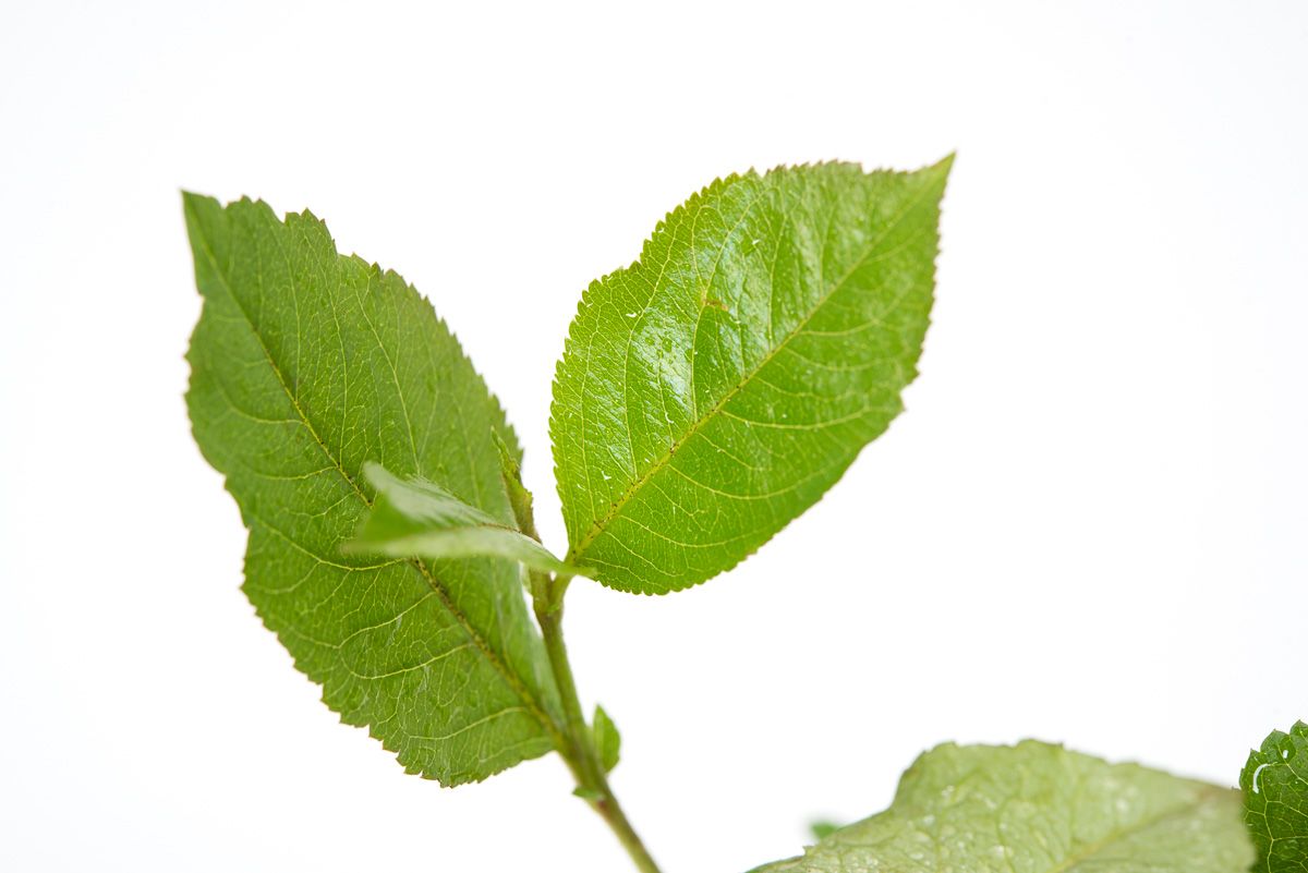 Apfelbeere Viking - Aronia melanocarpa Viking günstig kaufen