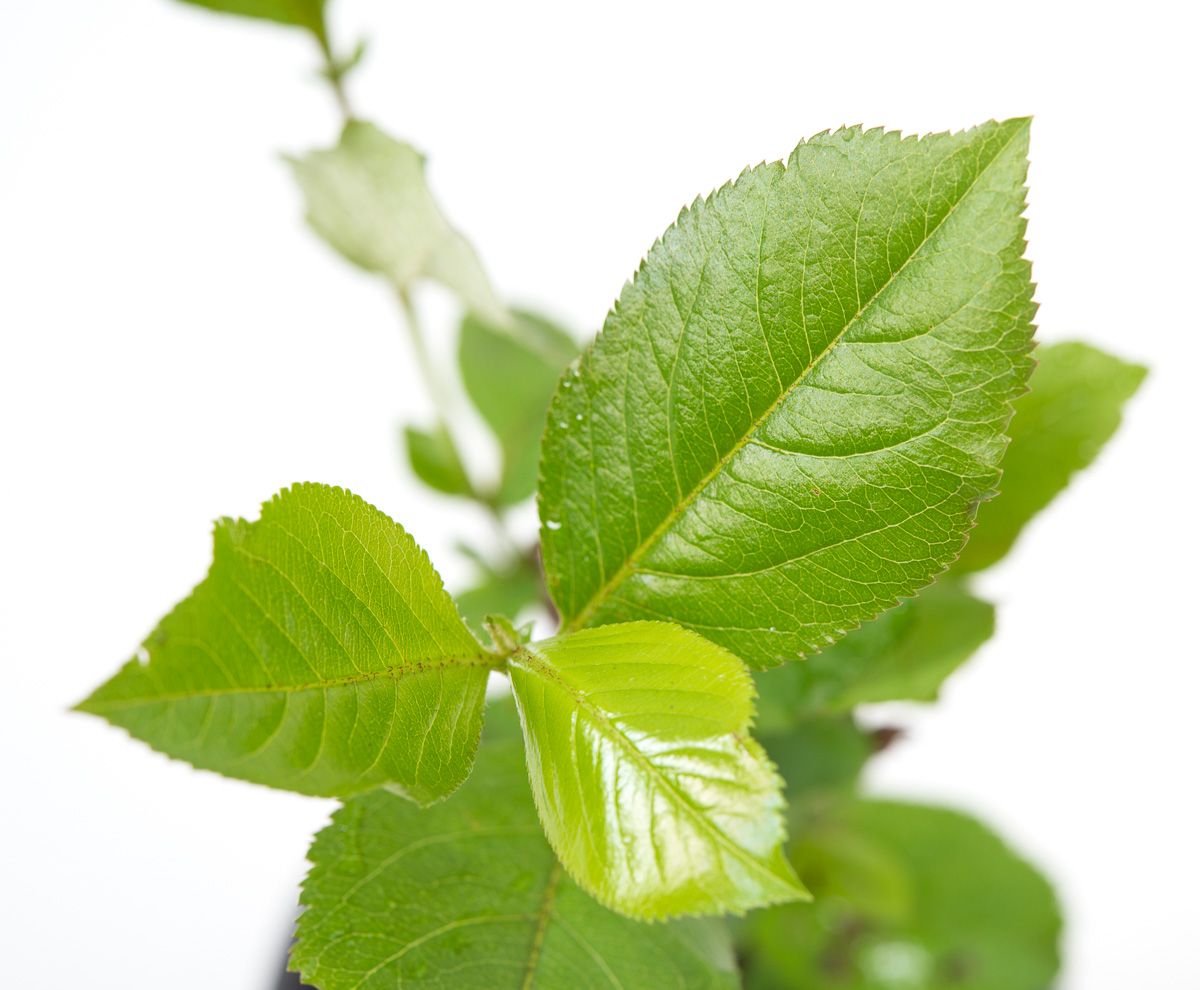 Apfelbeere Viking - Aronia melanocarpa Viking günstig kaufen