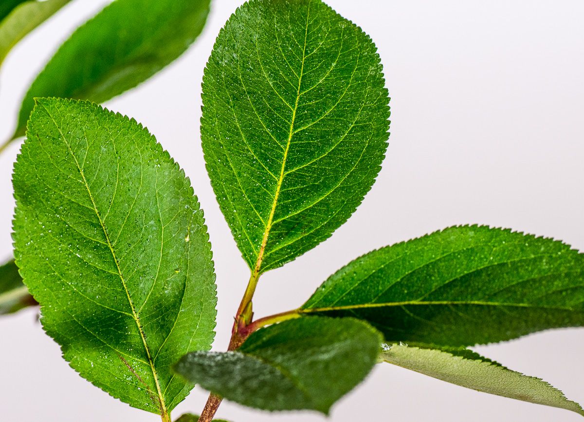 Apfelbeere Viking - Aronia melanocarpa Viking günstig kaufen