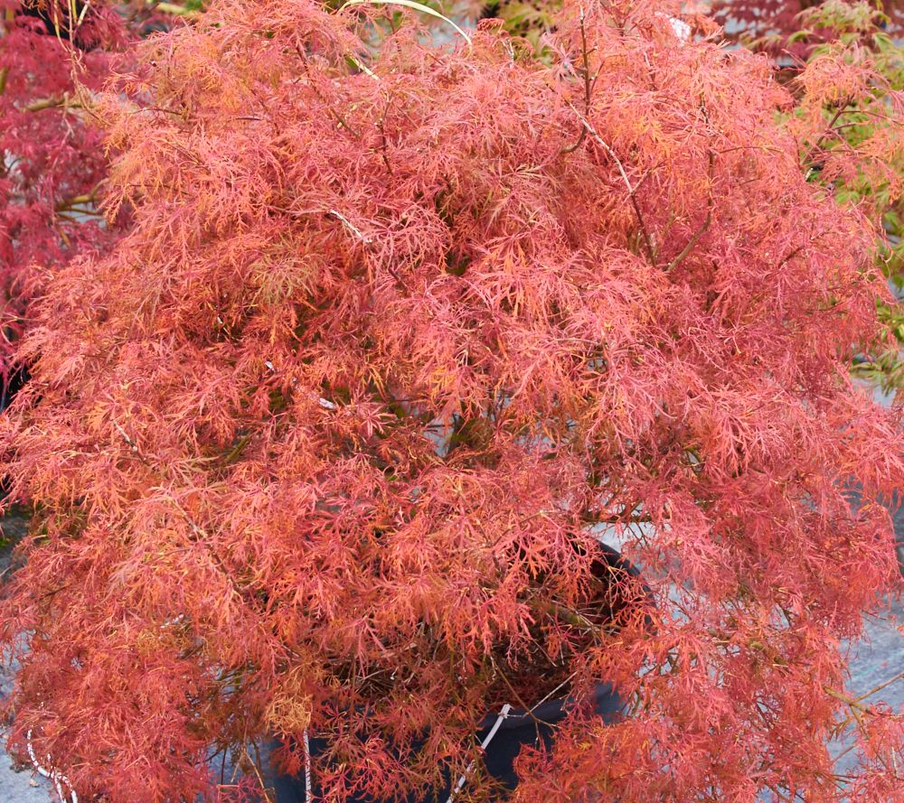 Fächerahorn Red Baby Lace - Acer palmatum Red Baby Lace günstig online ...