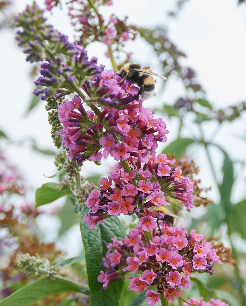 Sommerflieder Royal Red - Buddleja davidii Royal Red günstig kaufen