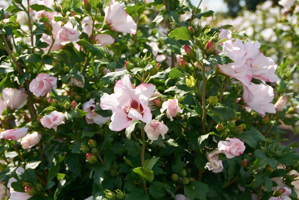 Garteneibisch Mathilda - Hibiscus syriacus Mathilda günstig kaufen