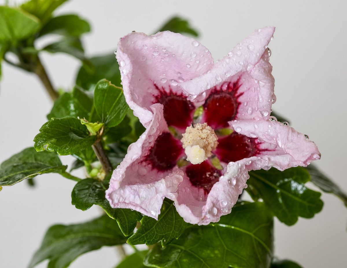 Garteneibisch Mathilda - Hibiscus syriacus Mathilda günstig kaufen