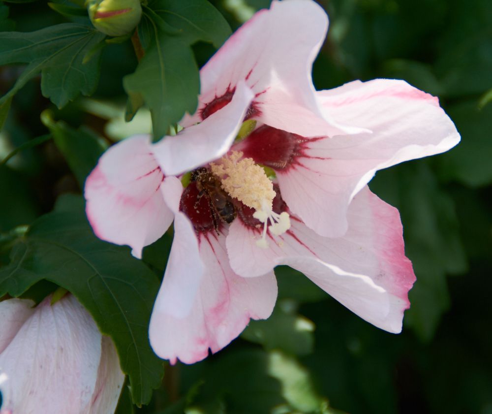 Garteneibisch Mathilda - Hibiscus syriacus Mathilda günstig kaufen