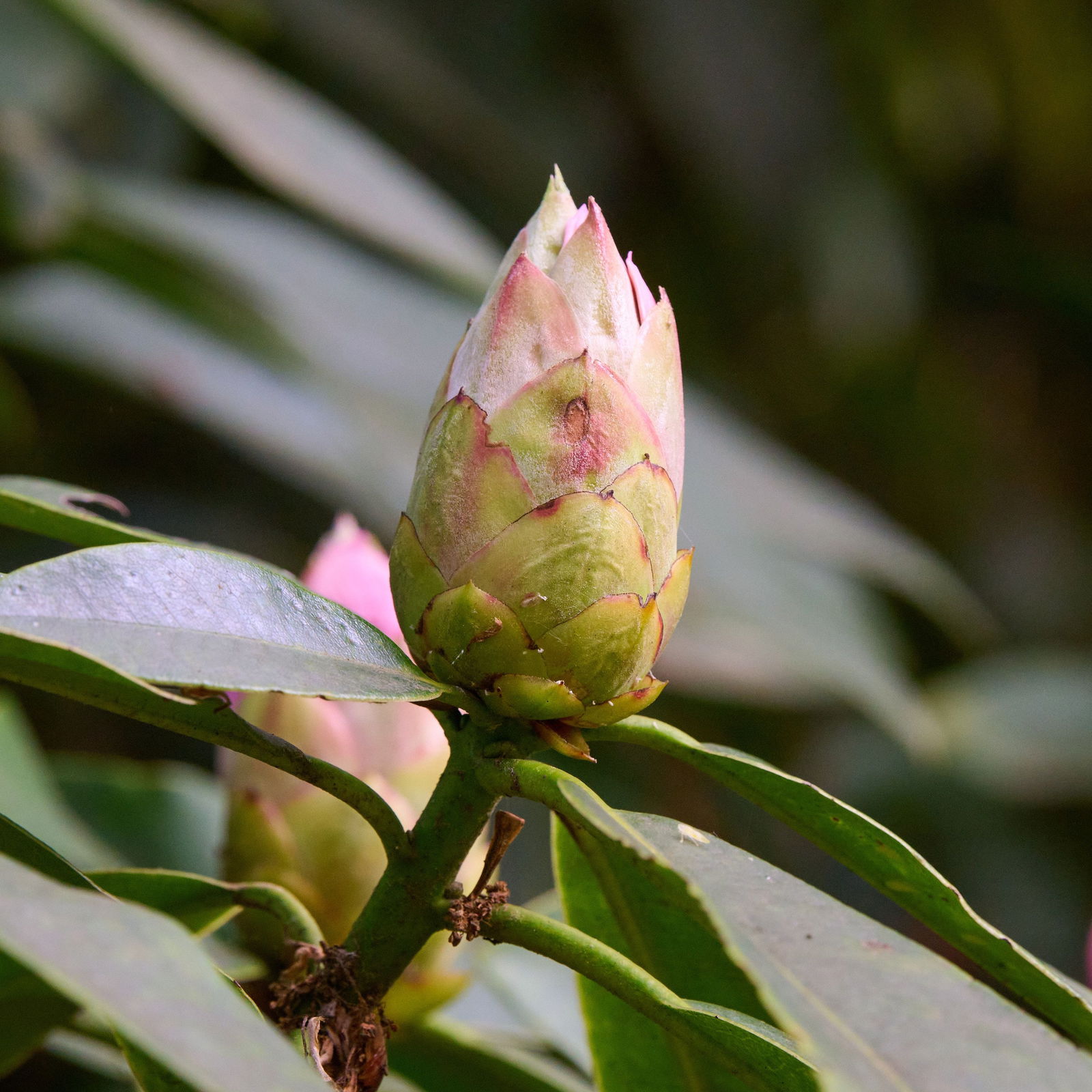 Rhododendron James Burchett - Rhododendron Hybride James Burchett ...