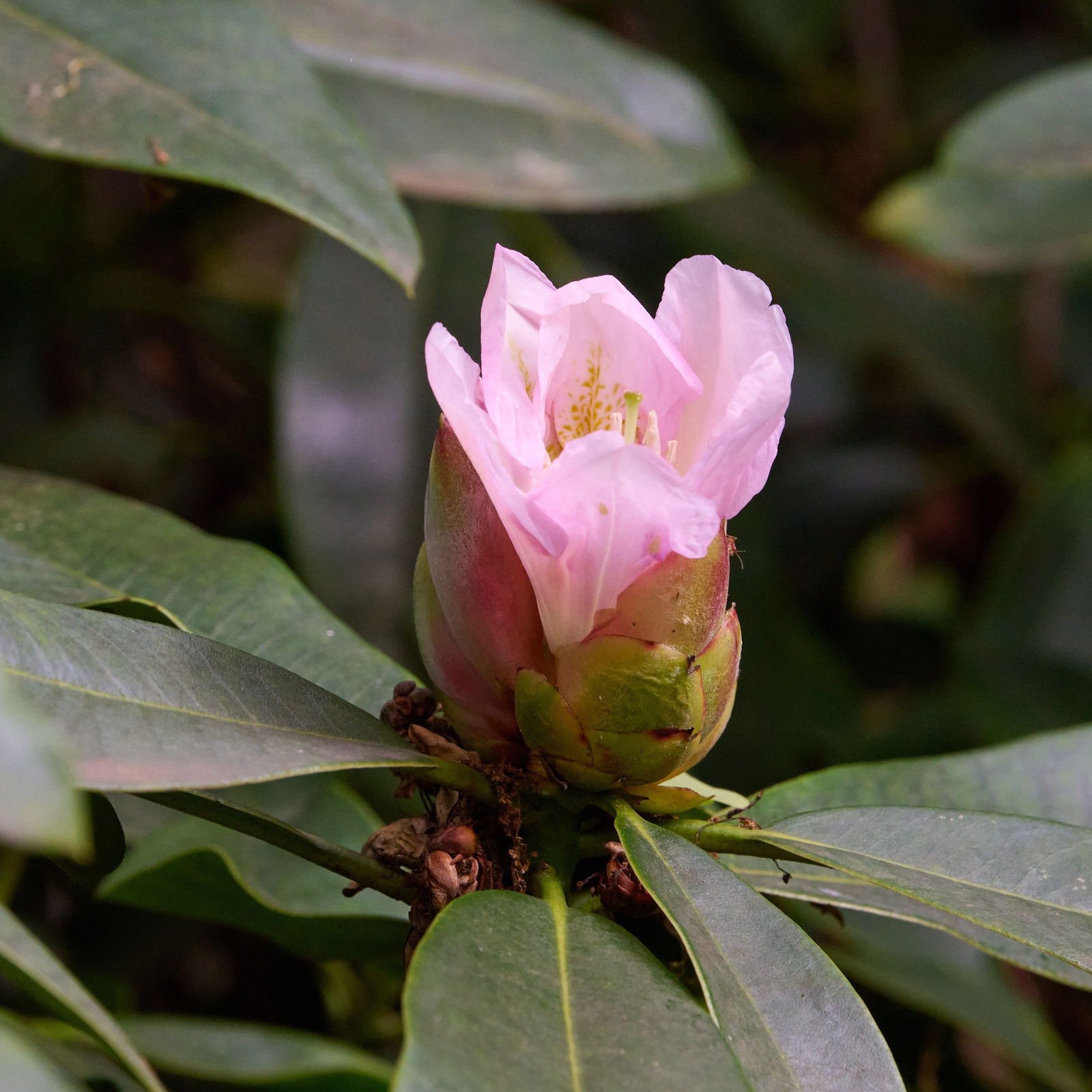 Rhododendron James Burchett - Rhododendron Hybride James Burchett ...