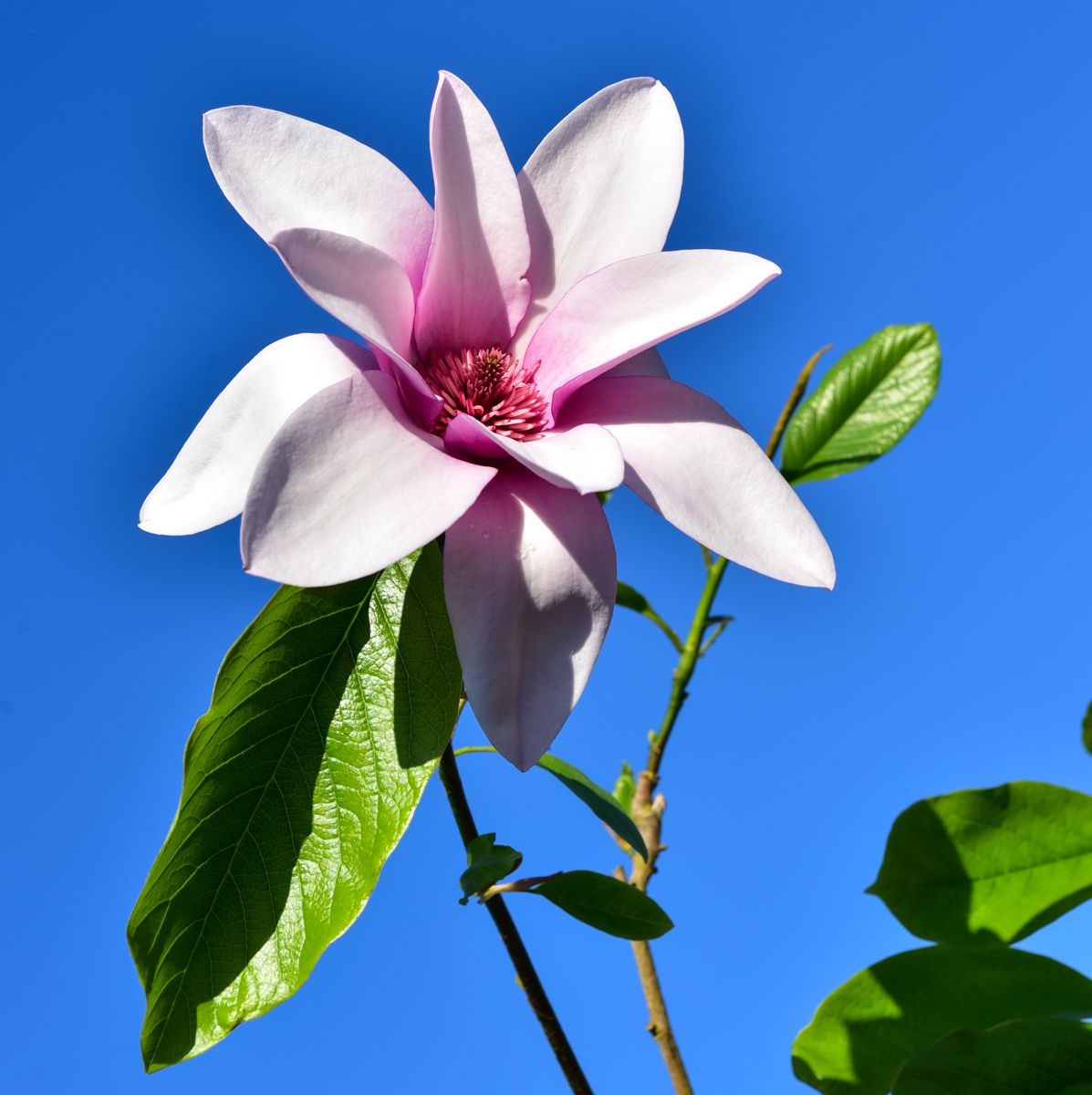 Magnolia Apollo - Magnolia Apollo günstig kaufen