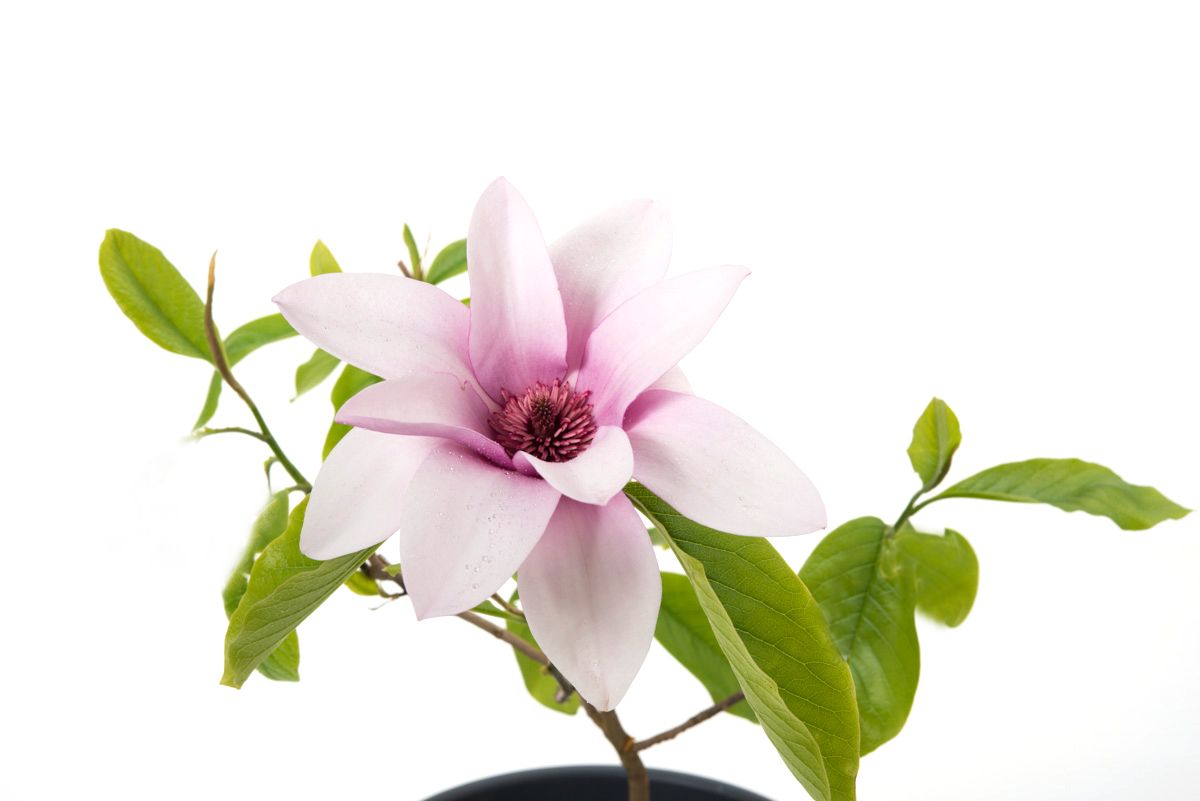 Magnolia Apollo - Magnolia Apollo günstig kaufen