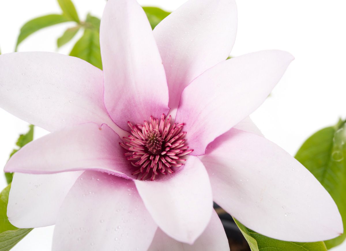 Magnolia Apollo - Magnolia Apollo günstig kaufen