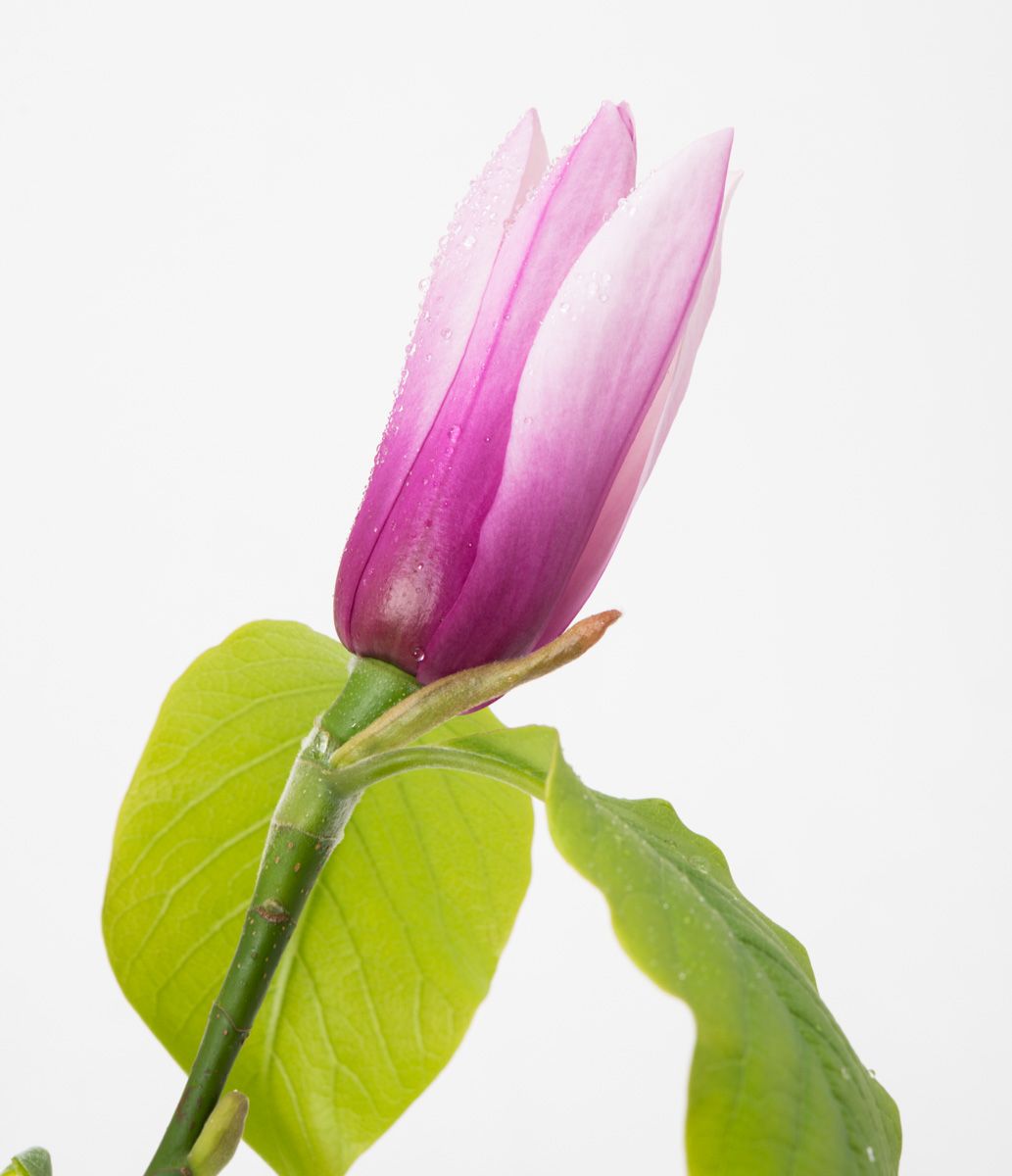 Magnolia Apollo - Magnolia Apollo günstig kaufen