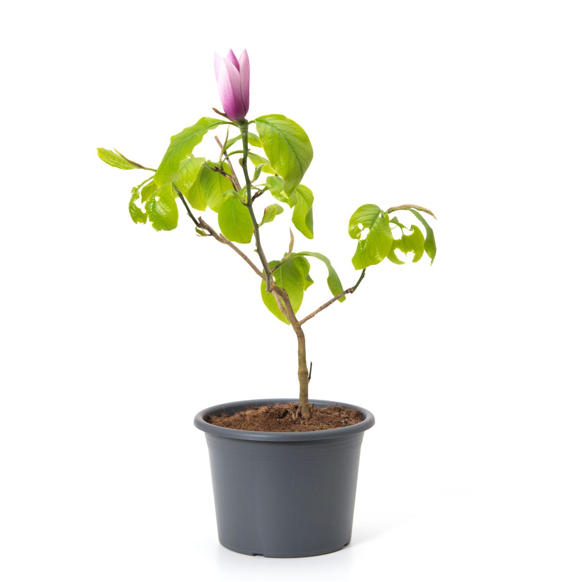 Magnolia Apollo - Magnolia Apollo günstig kaufen