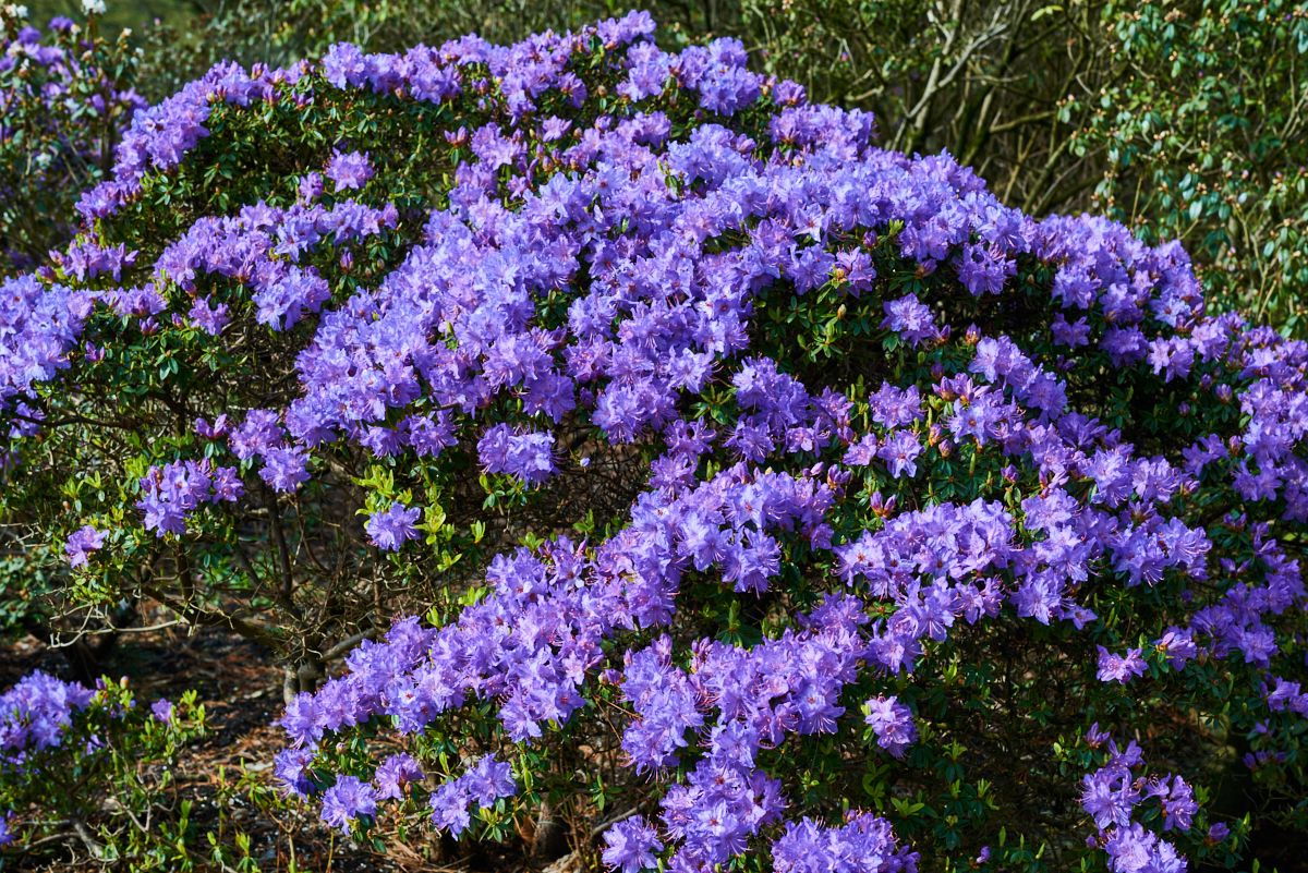 Kleinblättriger Rhododendron Bluebird - Rhododendron impeditum Bluebird ...