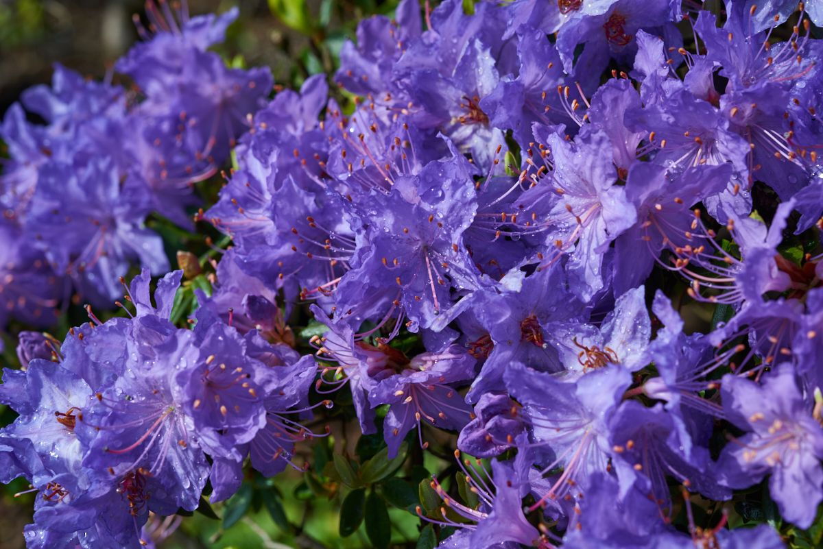 Kleinblättriger Rhododendron Bluebird - Rhododendron impeditum Bluebird ...