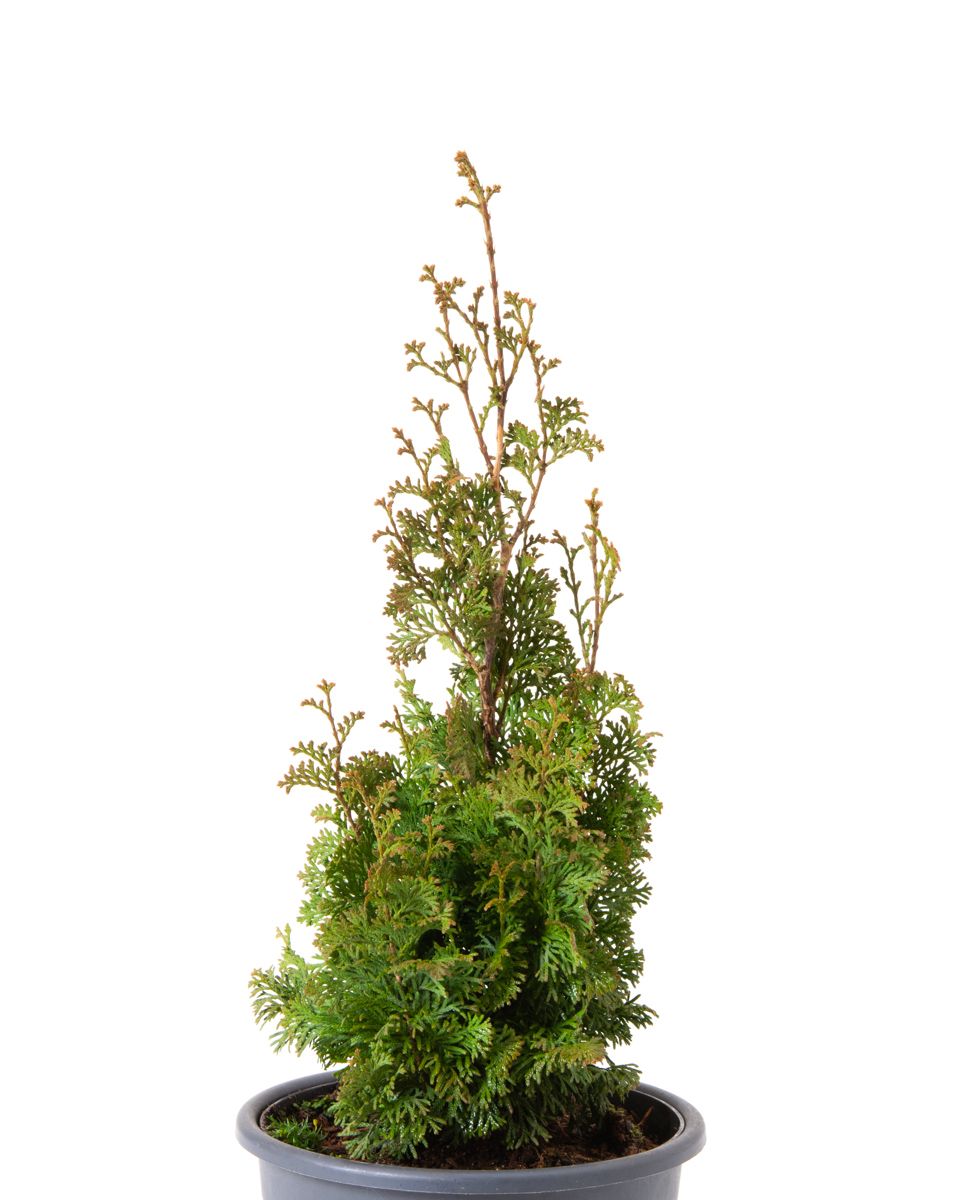Lebensbaum Degroot Spire - Thuja occidentalis Degroot Spire günstig kaufen