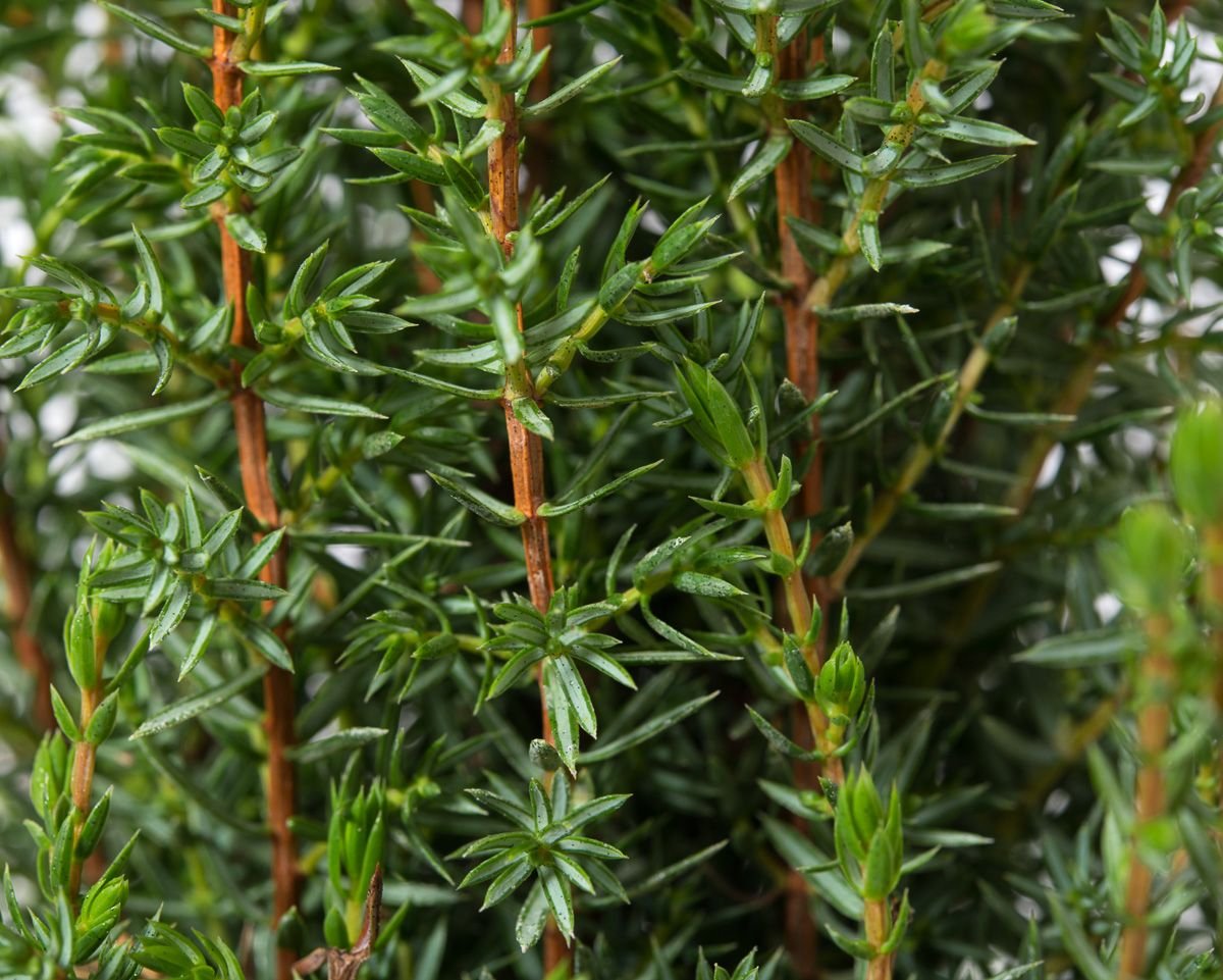 Gemeiner Wacholder - Juniperus communis günstig kaufen