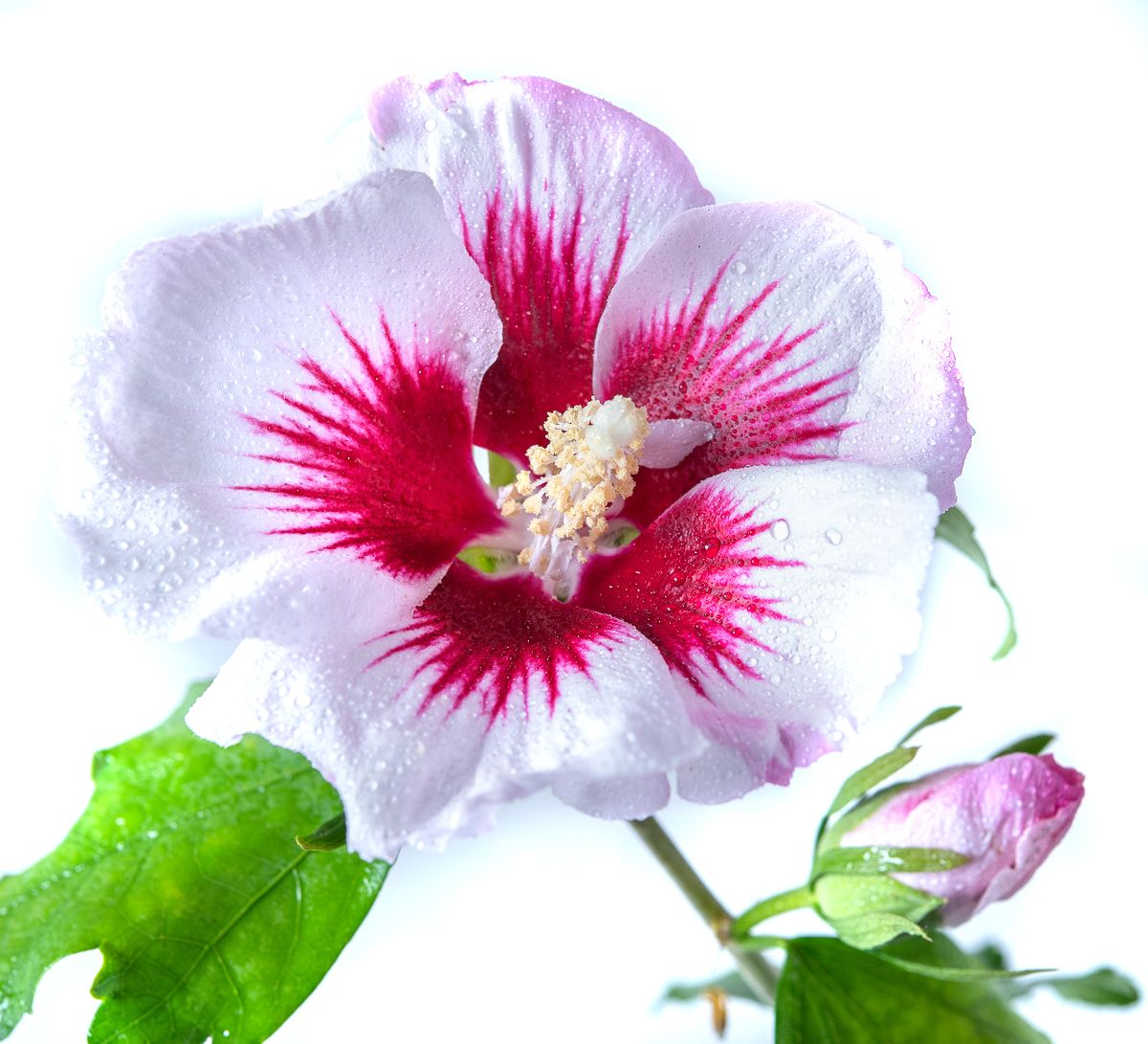 Garteneibisch Helene - Helena - Hibiscus syriacus Helene günstig kaufen