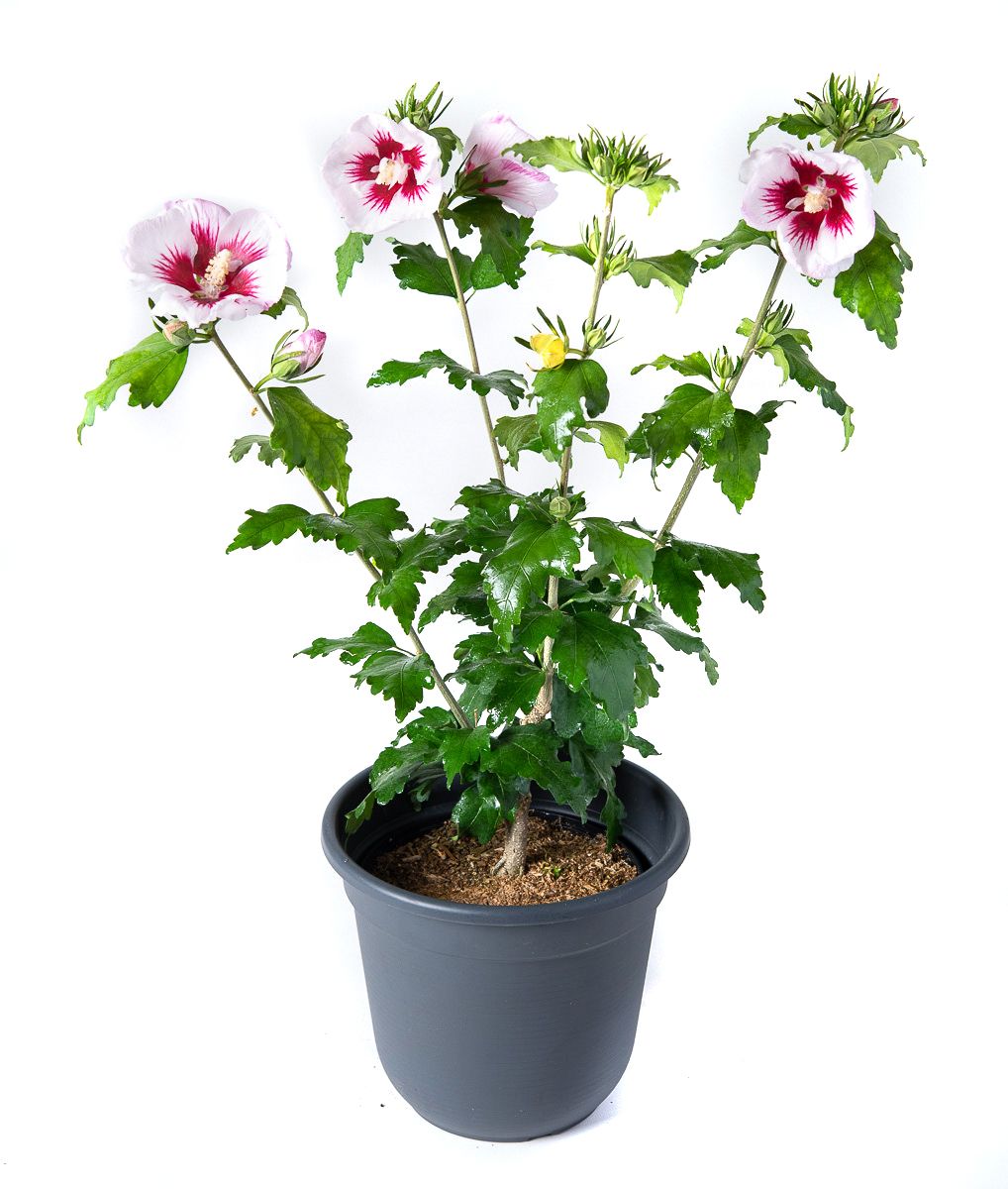 Garteneibisch Helene - Helena - Hibiscus syriacus Helene günstig kaufen