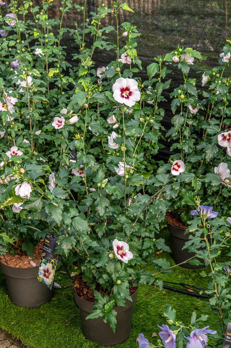 Garteneibisch Helene - Helena - Hibiscus syriacus Helene günstig kaufen