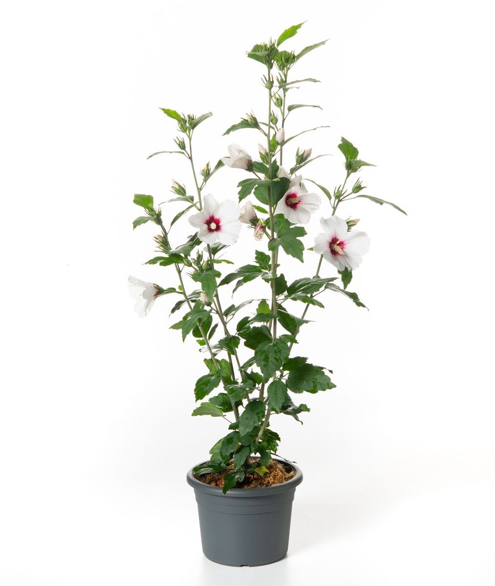 Garteneibisch Helene - Helena - Hibiscus syriacus Helene günstig kaufen
