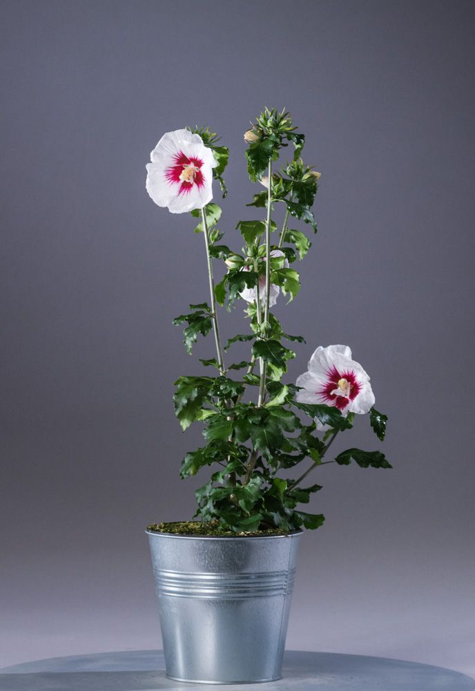 Garteneibisch Helene - Helena - Hibiscus syriacus Helene günstig kaufen
