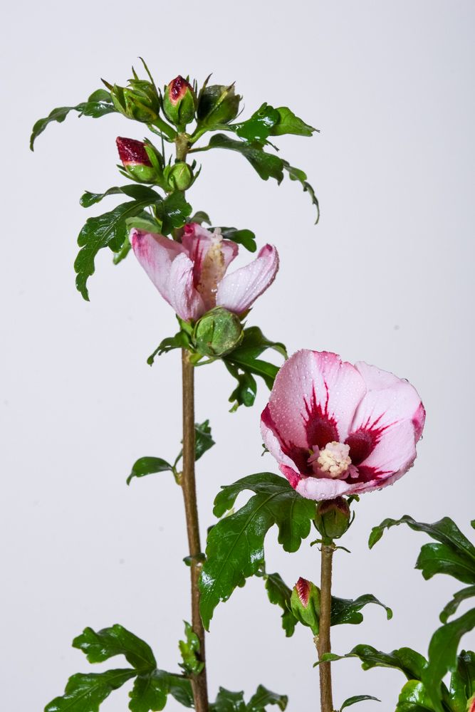 Garteneibisch Helene - Helena - Hibiscus syriacus Helene günstig kaufen