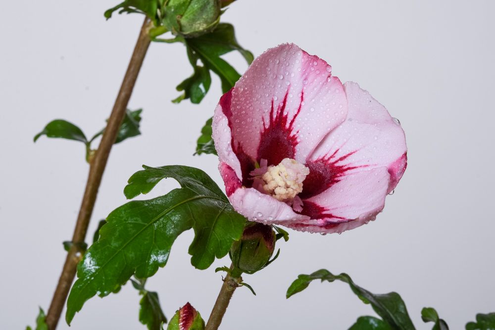 Garteneibisch Helene - Helena - Hibiscus syriacus Helene günstig kaufen