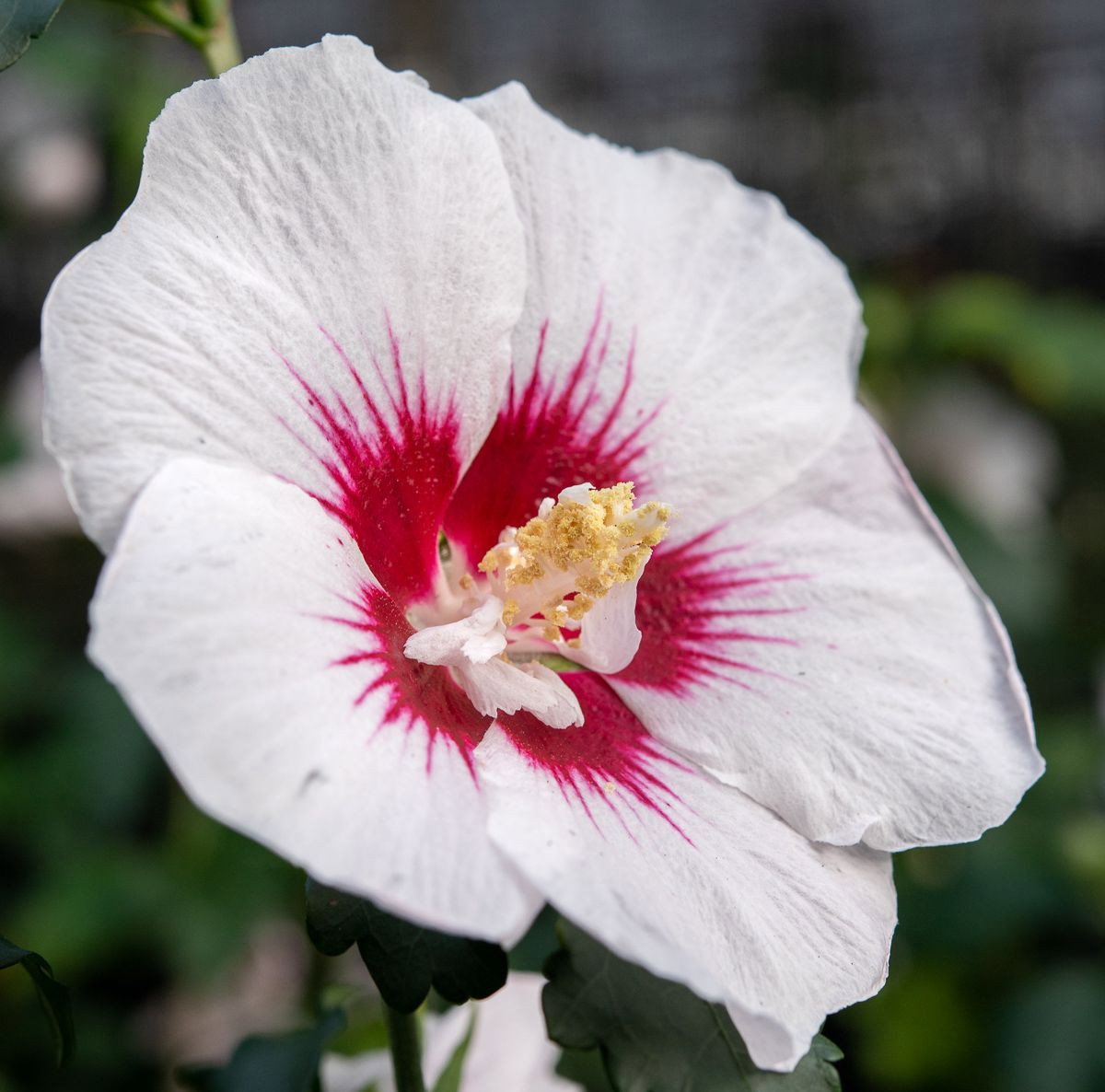 Garteneibisch Helene - Helena - Hibiscus syriacus Helene günstig kaufen