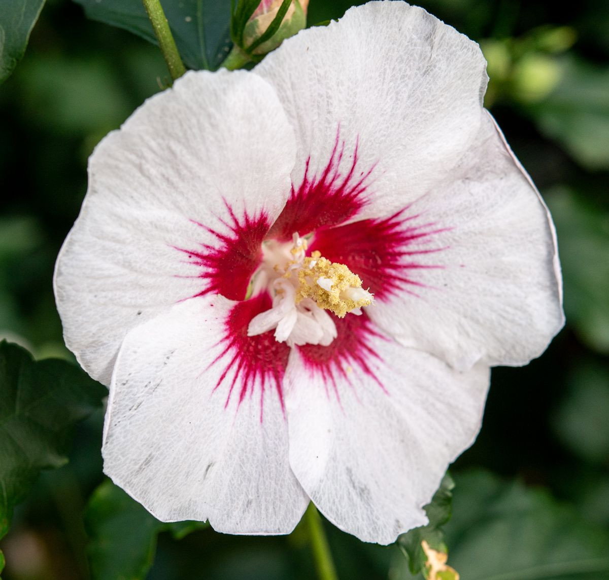 Garteneibisch Helene - Helena - Hibiscus syriacus Helene günstig kaufen