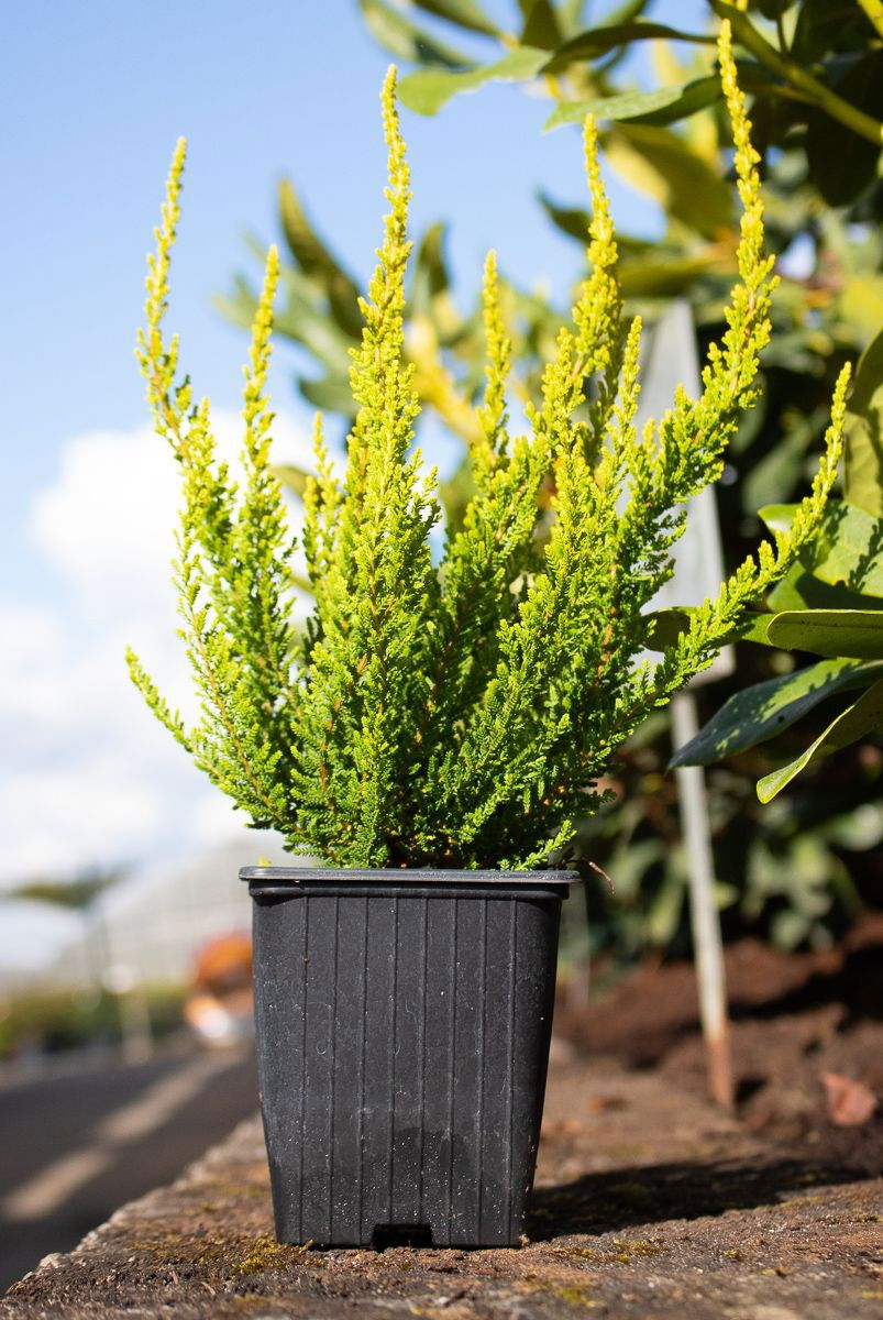 Knospenheide Sunset Girls Zeta - Calluna vulgaris Zeta günstig kaufen