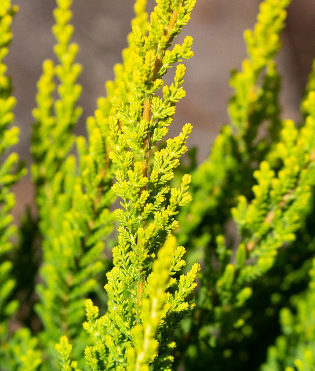 Knospenheide Sunset Girls Zeta - Calluna vulgaris Zeta günstig kaufen