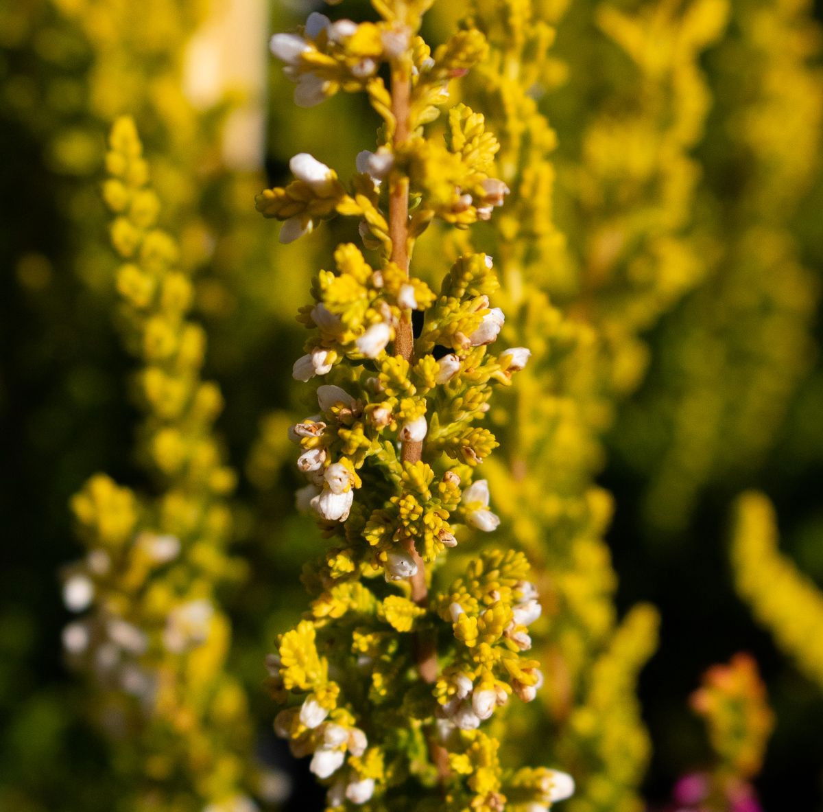 Knospenheide Sunset Girls Zeta - Calluna vulgaris Zeta günstig kaufen