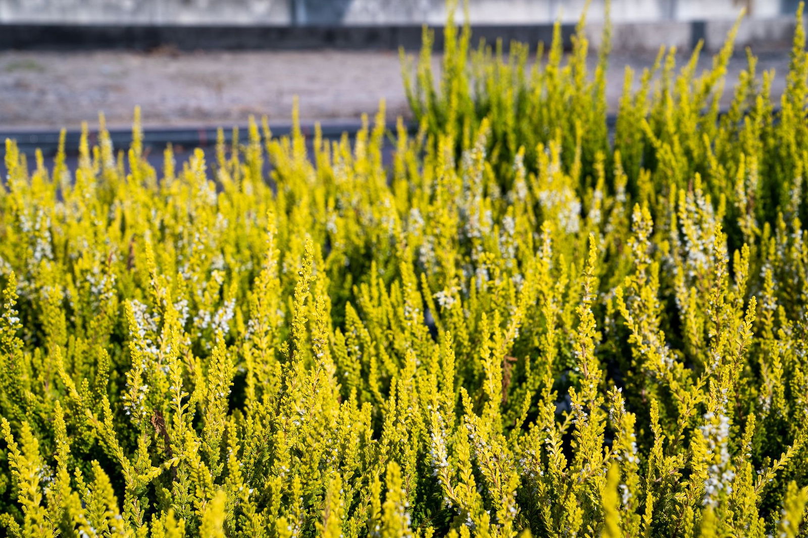 Knospenheide Sunset Girls Zeta - Calluna vulgaris Zeta günstig kaufen