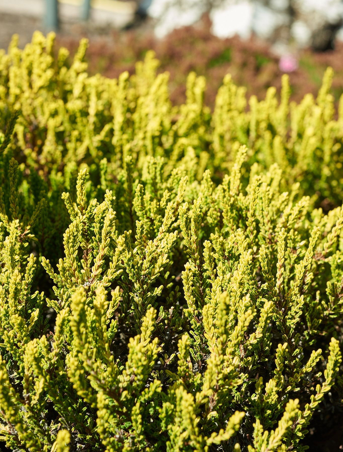 Knospenheide Sunset Girls Zeta - Calluna vulgaris Zeta günstig kaufen