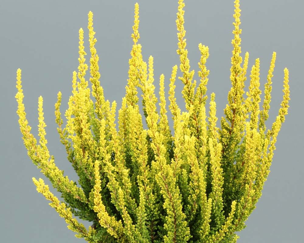 Knospenheide Sunset Girls Zeta - Calluna vulgaris Zeta günstig kaufen