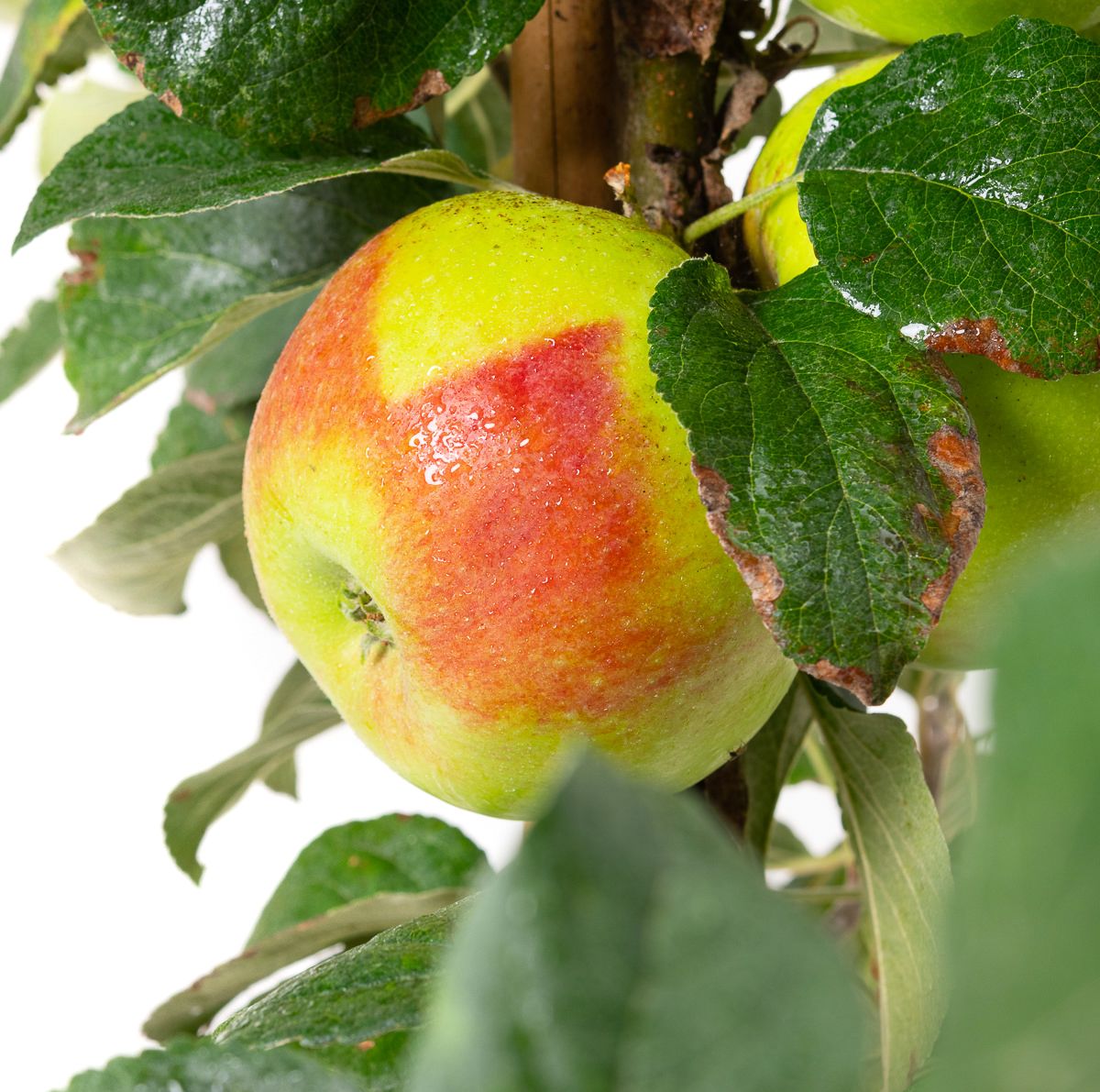 Apfel Prinz Albrecht von Preussen - Malus Prinz Albrecht von Preussen ...