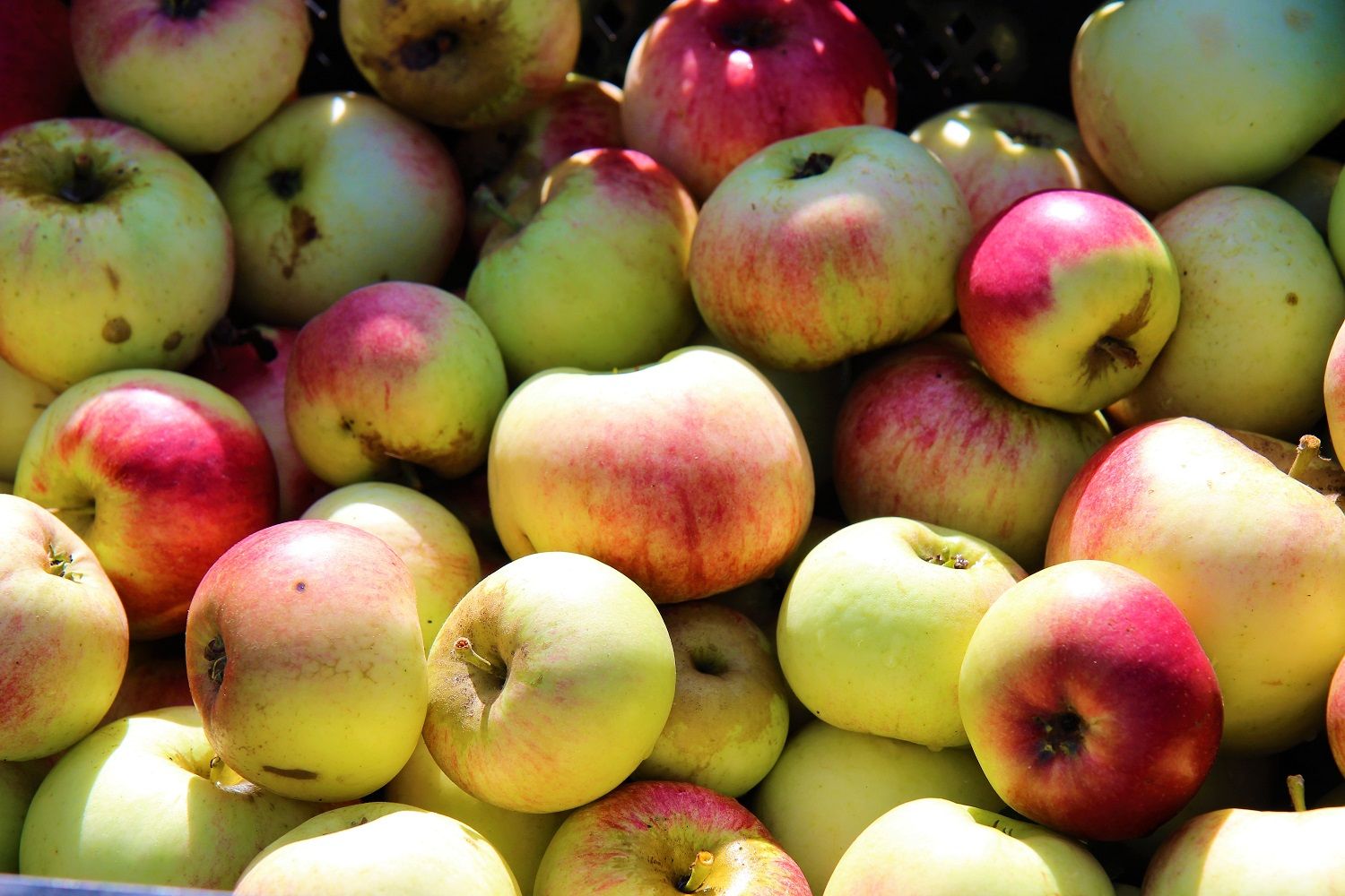 Apfel Prinz Albrecht von Preussen - Malus Prinz Albrecht von Preussen ...