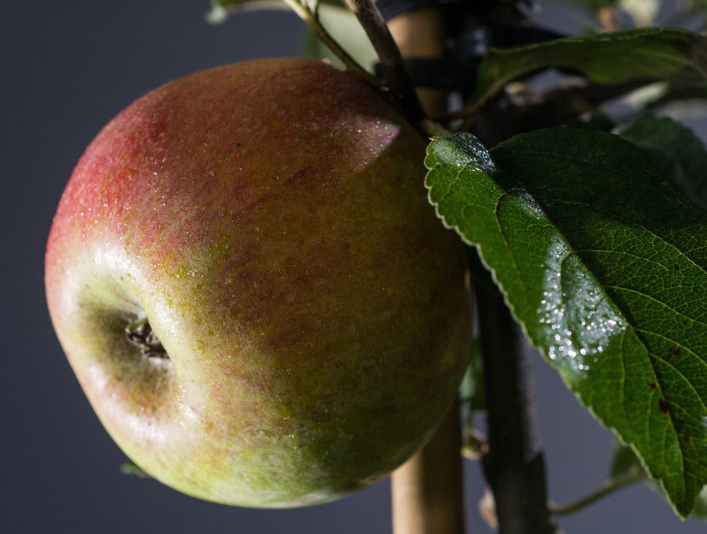 Apfel Prinz Albrecht von Preussen - Malus Prinz Albrecht von Preussen ...