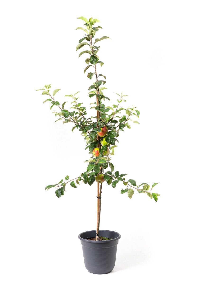 Apfel Prinz Albrecht von Preussen - Malus Prinz Albrecht von Preussen ...