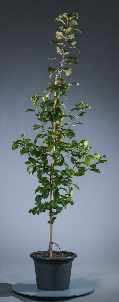 Apfel Prinz Albrecht von Preussen - Malus Prinz Albrecht von Preussen ...