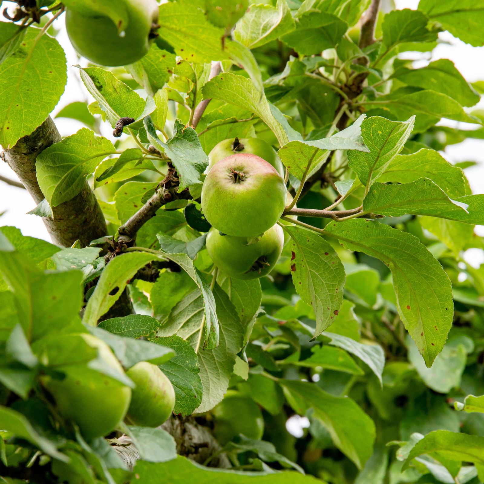 Apfel Prinz Albrecht von Preussen - Malus Prinz Albrecht von Preussen ...