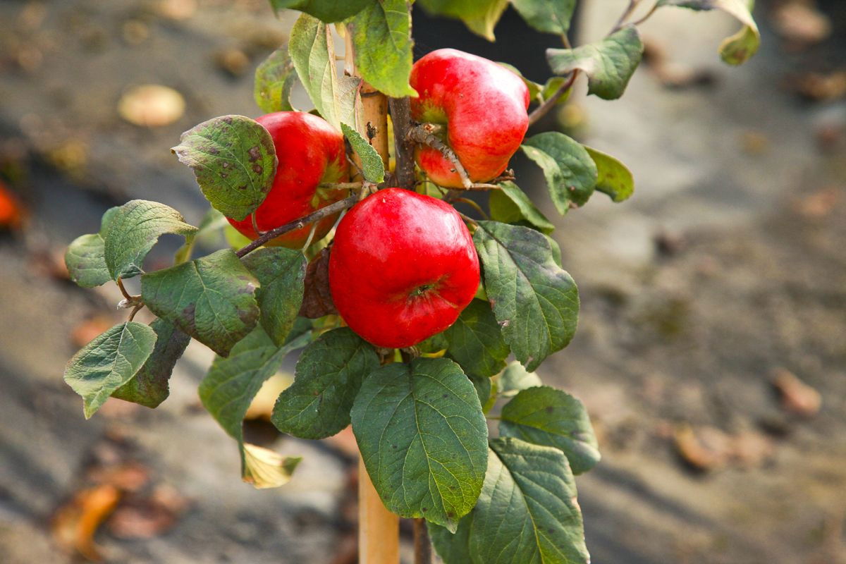 Apfel Prinz Albrecht von Preussen - Malus Prinz Albrecht von Preussen ...