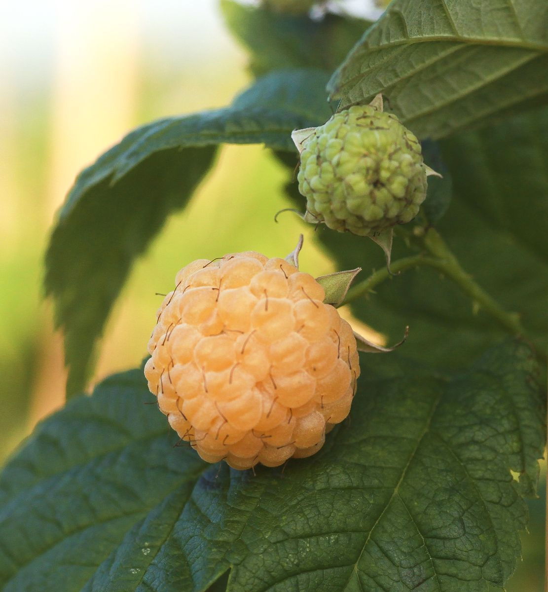 Himbeere Golden Everest - Rubus idaeus Golden Everest günstig kaufen