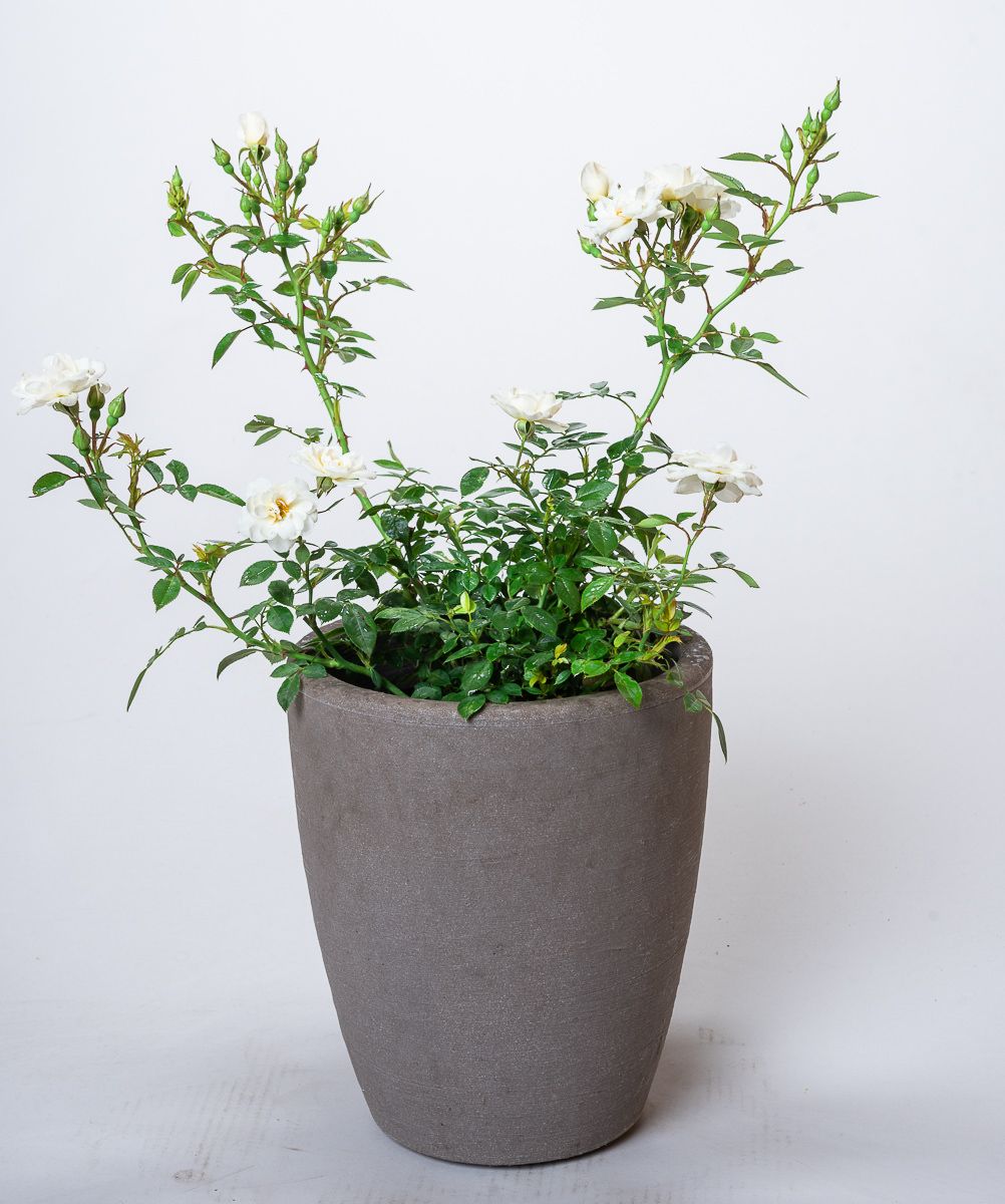 Rose Kent - Rosa Kent günstig kaufen